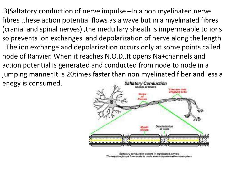 PPT - CONDUCTION OF NERVE IMPULSES PowerPoint Presentation - ID:4206308
