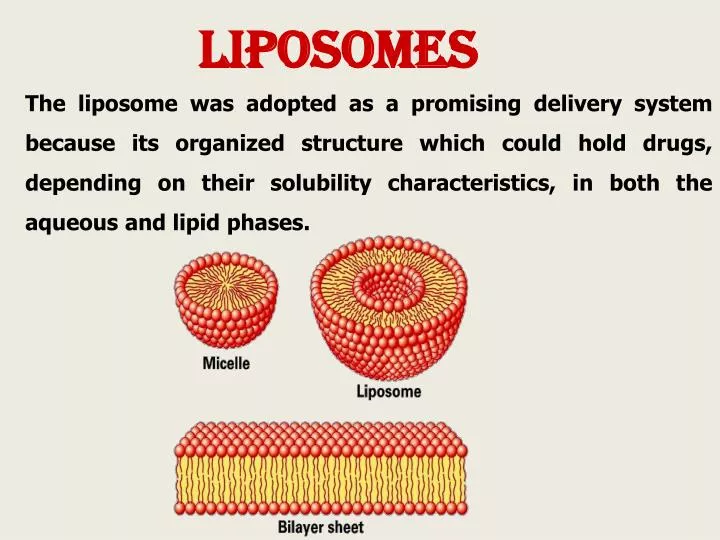 PPT - liposomes PowerPoint Presentation, free download - ID:4206628
