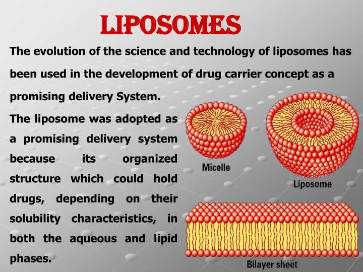 PPT - liposomes PowerPoint Presentation, free download - ID:4206632