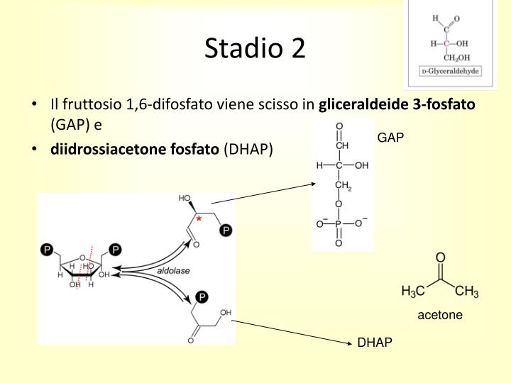 PPT - GLICOLISI PowerPoint Presentation - ID:4207417