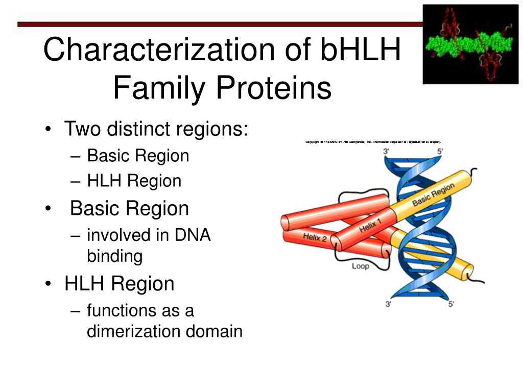 PPT - bHLH - Basic Helix Loop Helix Family Protein PowerPoint ... PPT - bHLH - Basic Helix Loop Helix Family Protein PowerPoint ...