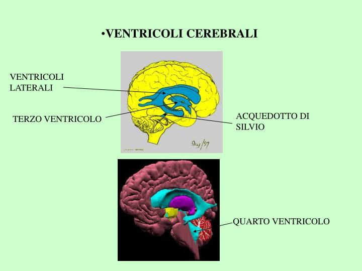 PPT - SISTEMA NERVOSO CENTRALE PowerPoint Presentation - ID:4207633
