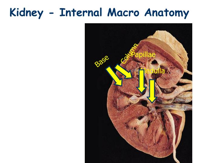 PPT - Kidney - External Macro Anatomy PowerPoint Presentation - ID:4207985