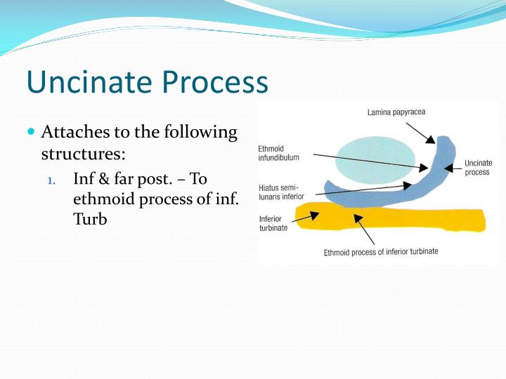 PPT - Principles of Functional Endoscopic Sinus Surgery PowerPoint ...