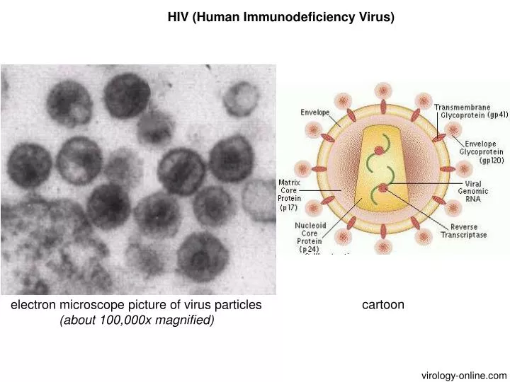 PPT - HIV (Human Immunodeficiency Virus) PowerPoint Presentation, free ...