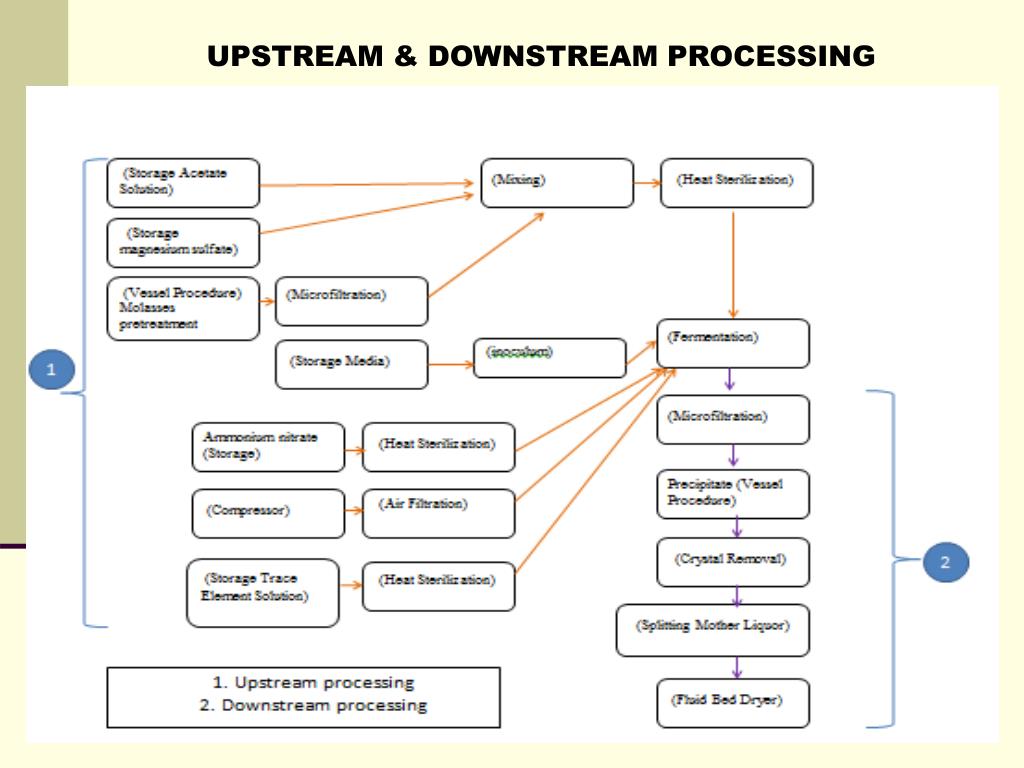 PPT - SCHOOL OF BIOPROCESS ENGINEERING UNIVERSITI MALAYSIA PERLIS ERT ...
