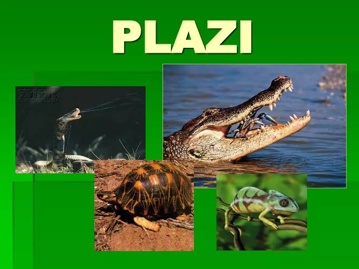 PPT - PLAZI PowerPoint Presentation, free download - ID:4212432