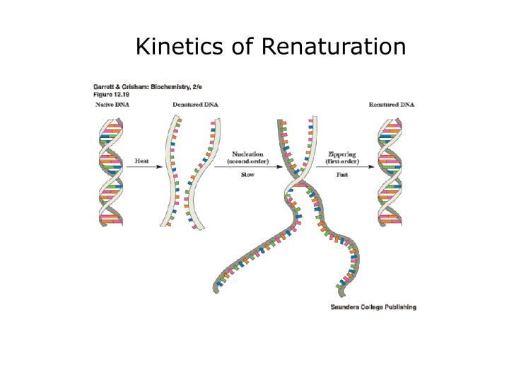 PPT - DNA Denaturation by: -Heat -Chemicals (e.g. formamide) -High pH ...