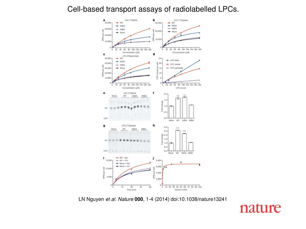 PPT - Development of Cell-Based Transport Assays for LPCs PowerPoint ...