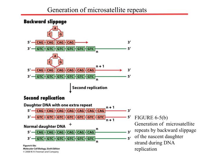 PPT - Molecular Cell Biology PowerPoint Presentation - ID:4214664