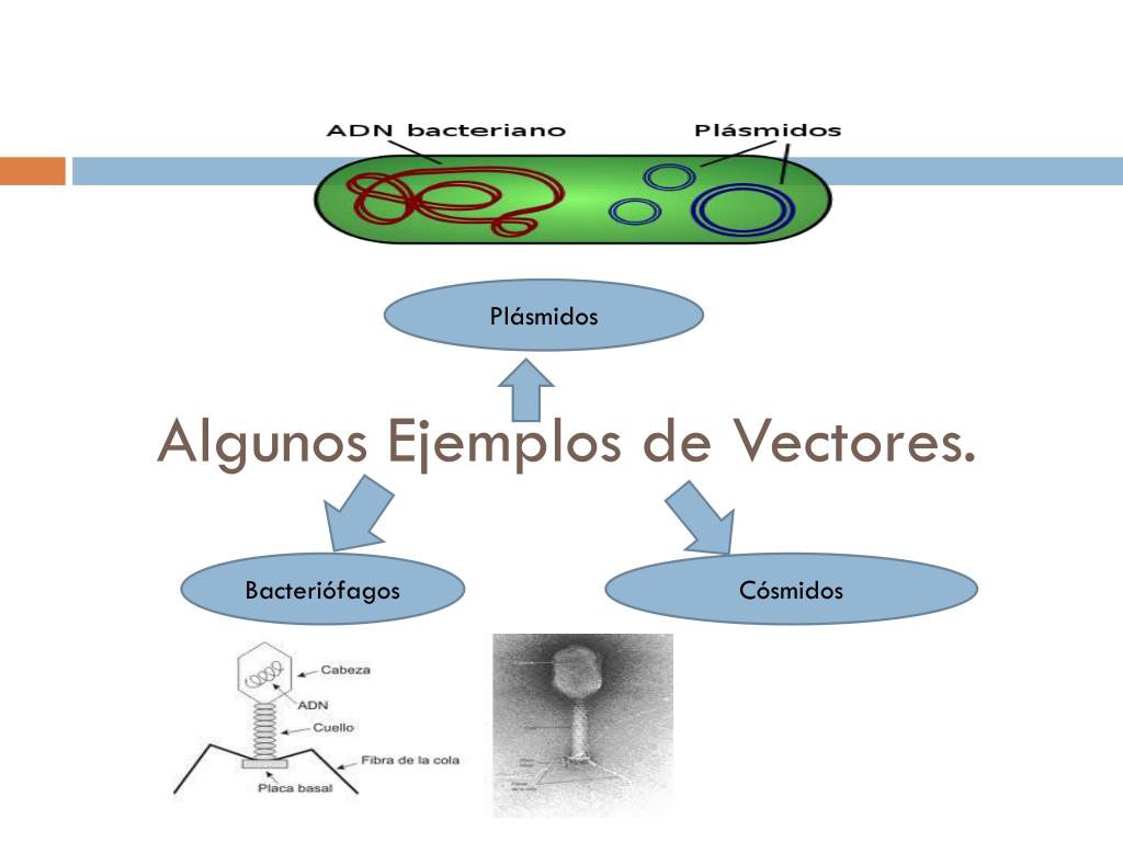 PPT - División de Ciencias Biológicas y de la Salud DRA: Álvarez ...