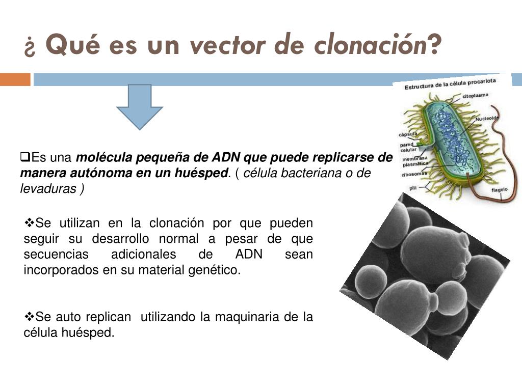 PPT - División de Ciencias Biológicas y de la Salud DRA: Álvarez ...