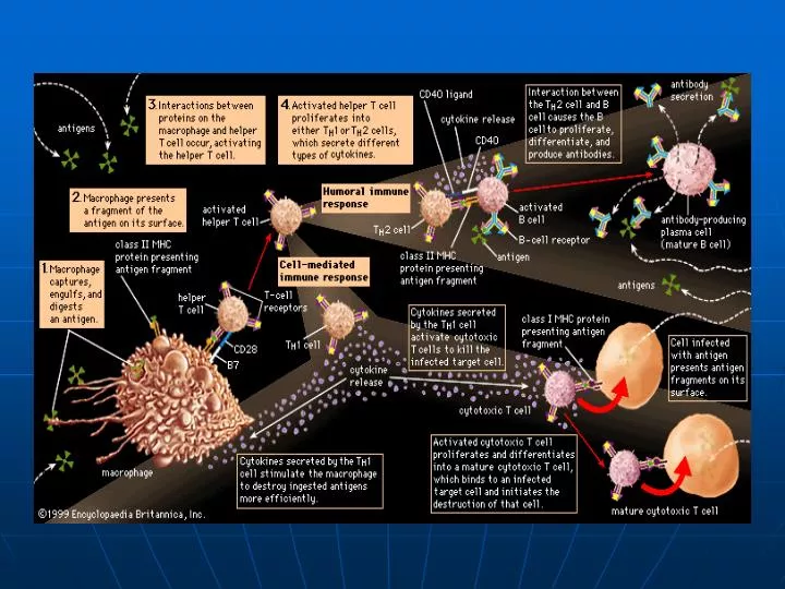 PPT - Immunobiology: PowerPoint Presentation, free download - ID:4215039