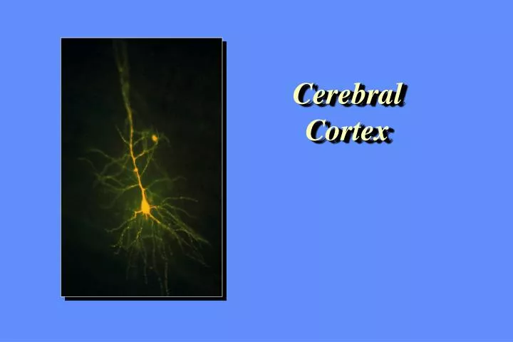 PPT - Cerebral Cortex PowerPoint Presentation, free download - ID:4215369