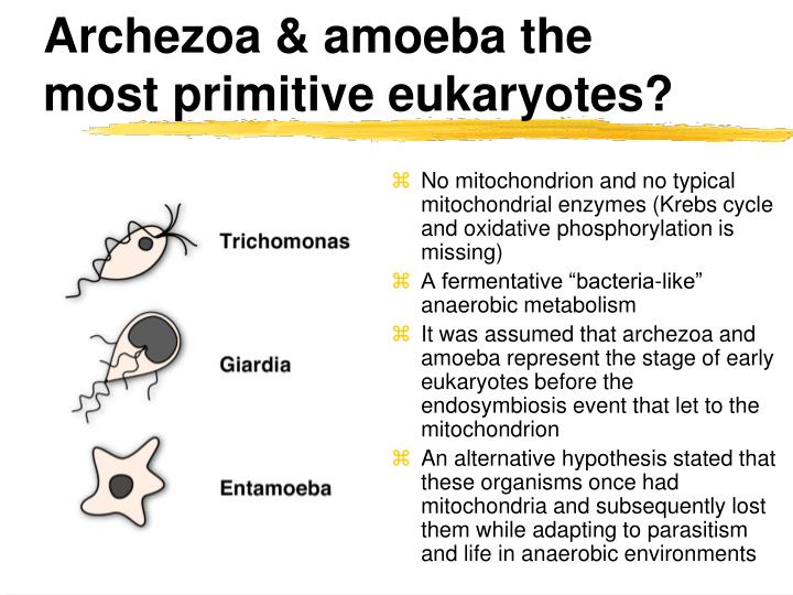 PPT - Evolution of the eukaryotic cell PowerPoint Presentation - ID:4218943