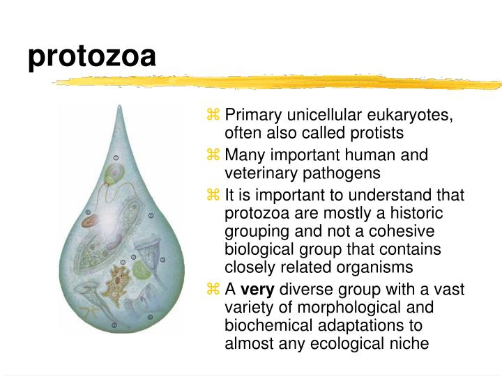 PPT - Evolution of the eukaryotic cell PowerPoint Presentation - ID:4218943
