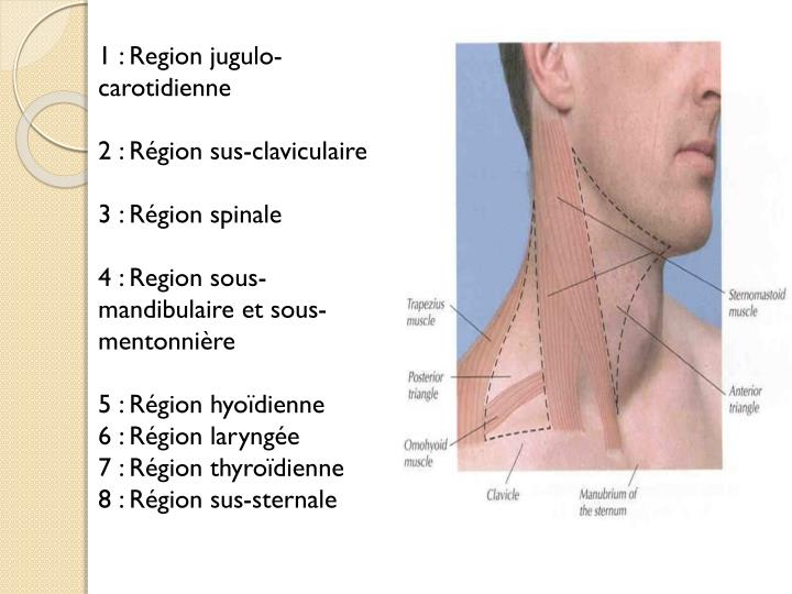 PPT - CHU CONSTANTINE Service d’ O.R.L PowerPoint Presentation - ID:4219631