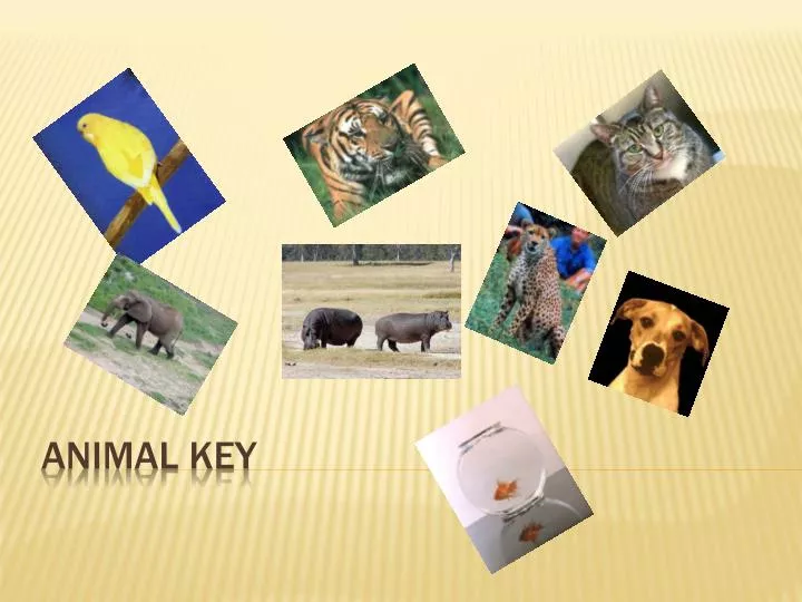 PPT - Animal Key PowerPoint Presentation, free download - ID:4220007