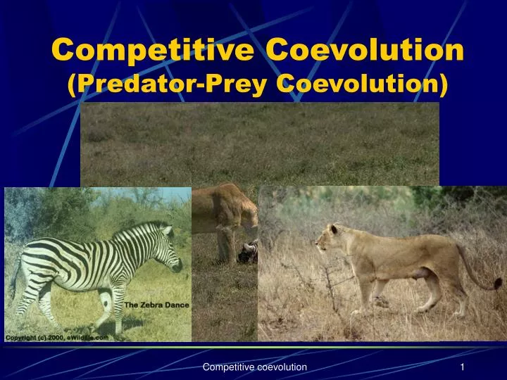 PPT - Competitive Coevolution (Predator-Prey Coevolution) PowerPoint ...
