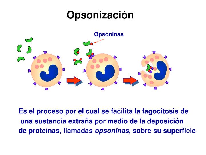 PPT - Inmunología Básica 2014 Departamento de Salud Animal y Medicina ...