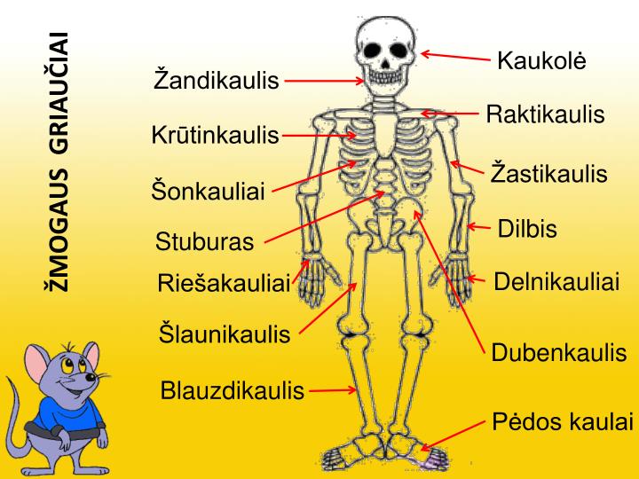 PPT - Žmogaus griaučiai PowerPoint Presentation - ID:4224682