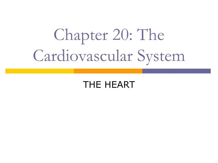 PPT - Chapter 20: The Cardiovascular System PowerPoint Presentation ...