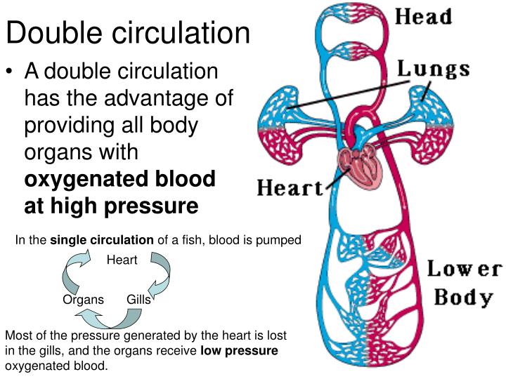 PPT - Circulation PowerPoint Presentation - ID:4224947