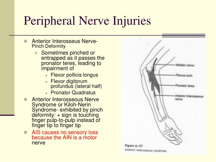 PPT - The Elbow and Forearm PowerPoint Presentation - ID:4225386