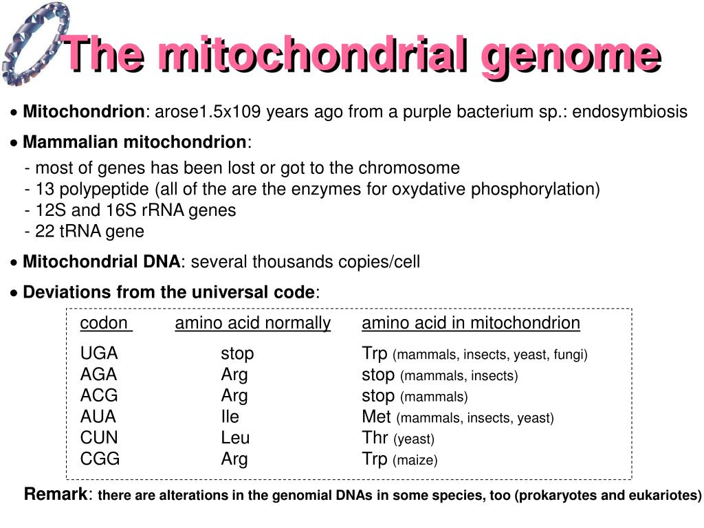 Ppt The Genome Powerpoint Presentation Free Download Id 4225812