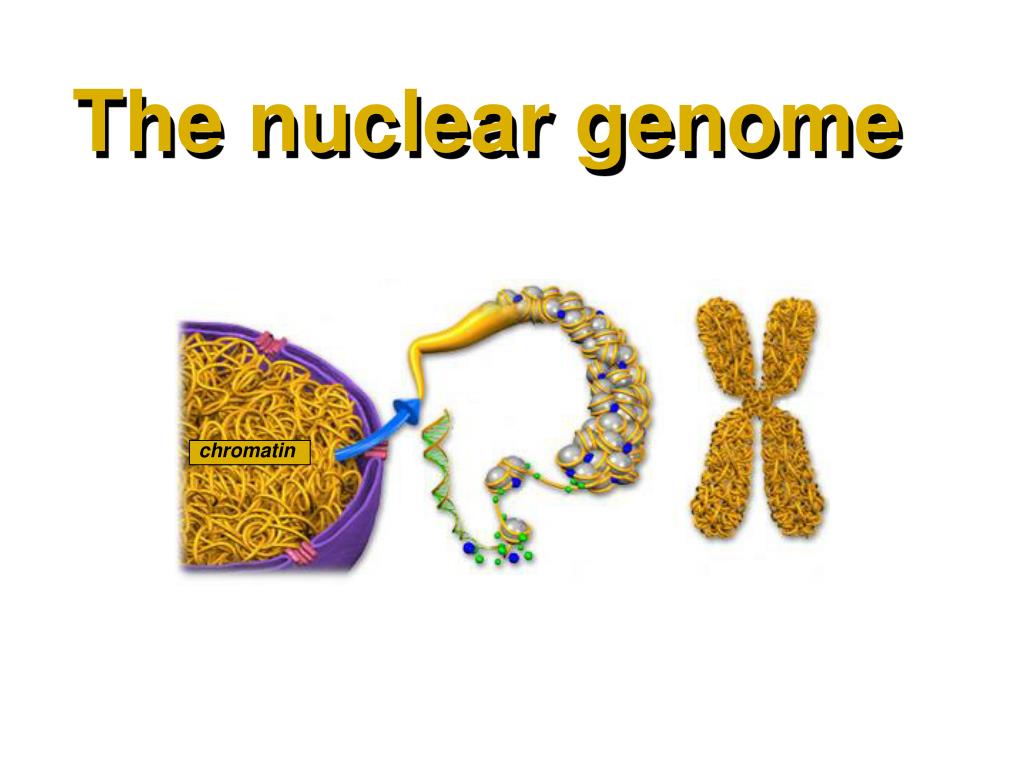 Ppt The Genome Powerpoint Presentation Free Download Id 4225812