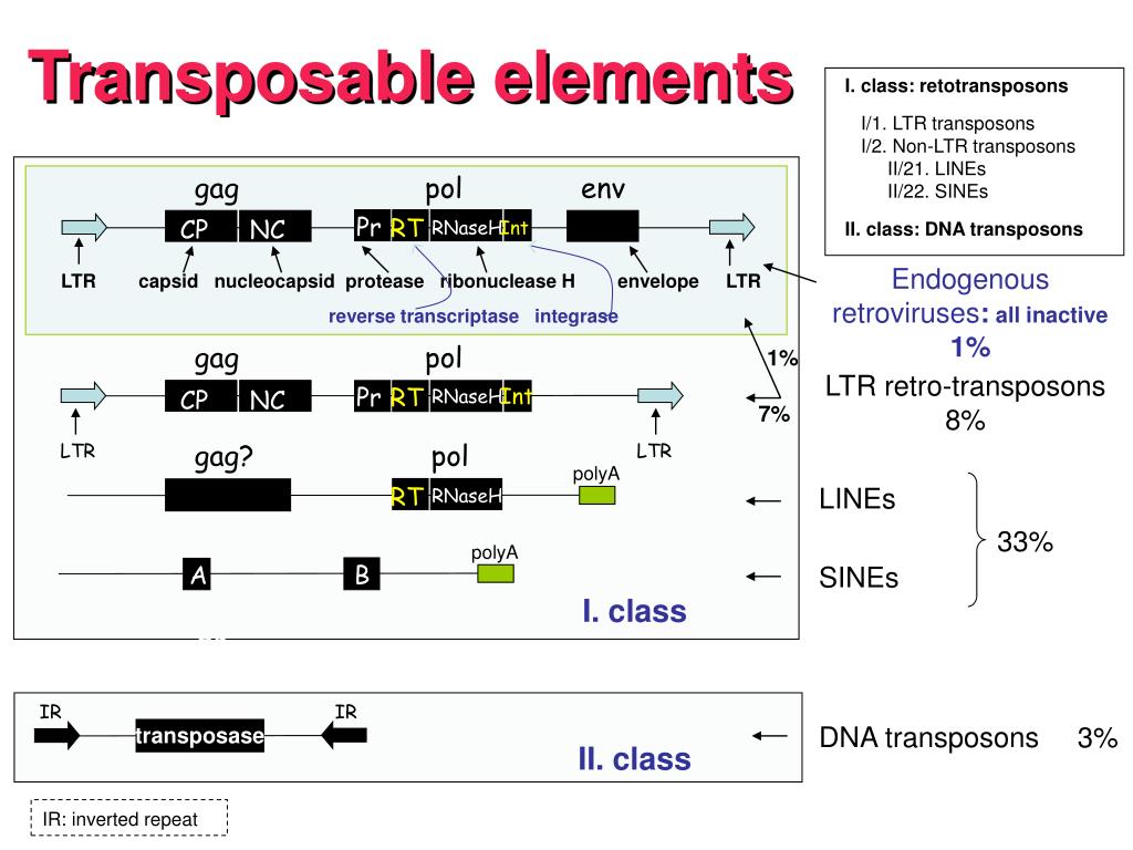 Ppt The Genome Powerpoint Presentation Free Download Id 4225812