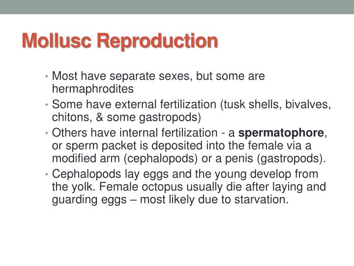 PPT - Phylum Mollusca PowerPoint Presentation - ID:4227630
