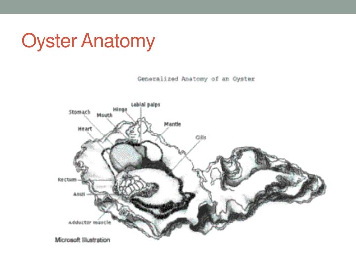 PPT - Phylum Mollusca PowerPoint Presentation - ID:4227630