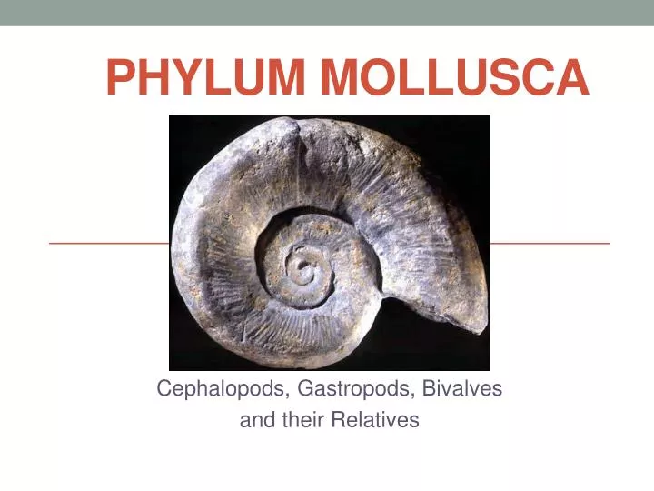 PPT - Phylum Mollusca PowerPoint Presentation, free download - ID:4227630