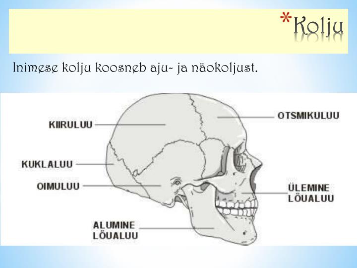 PPT - Luud ja nende ühendused PowerPoint Presentation - ID:4230604