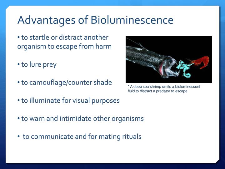 PPT - Bioluminescence PowerPoint Presentation - ID:4230711