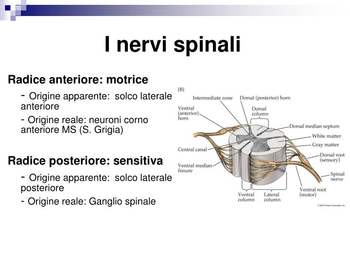 PPT - Neuroanatomia PowerPoint Presentation - ID:4231059