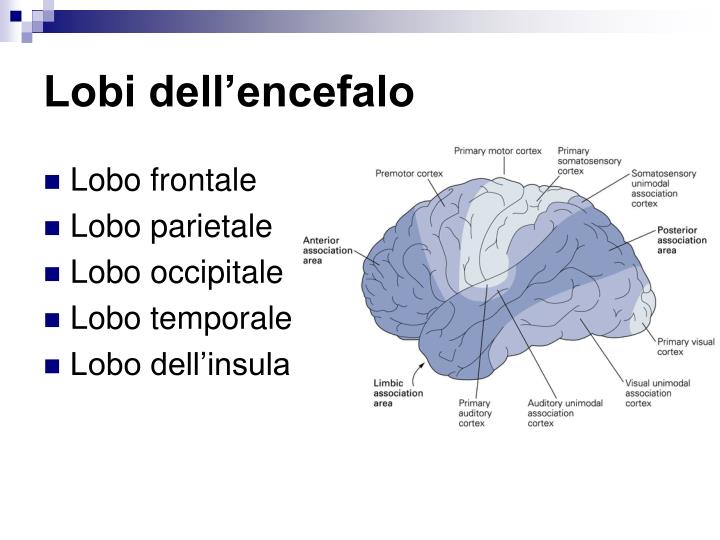 PPT - Neuroanatomia PowerPoint Presentation - ID:4231059
