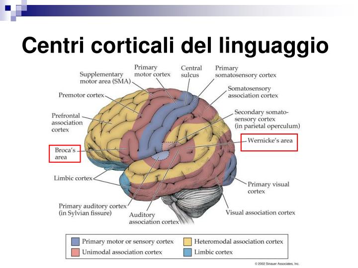 PPT - Neuroanatomia PowerPoint Presentation - ID:4231059
