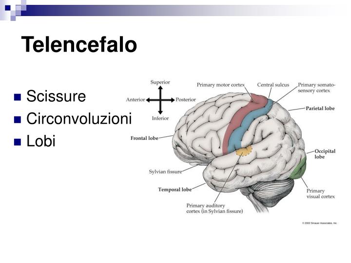 PPT - Neuroanatomia PowerPoint Presentation - ID:4231059