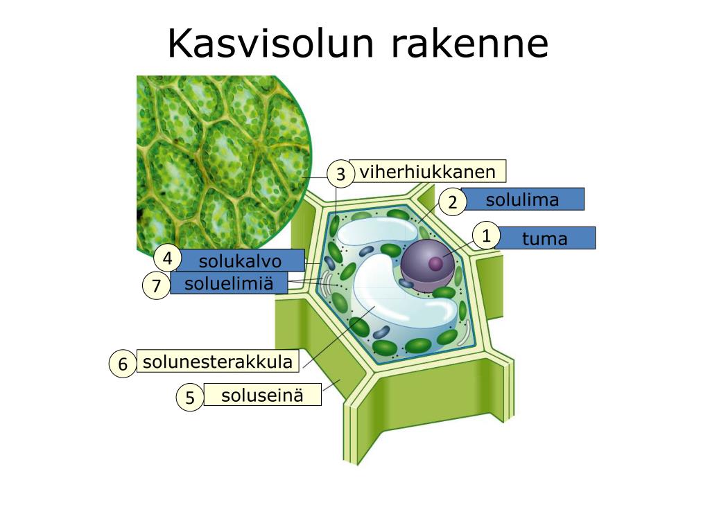PPT - IHMISEN BIOLOGIA: SOLU PowerPoint Presentation, free download ...