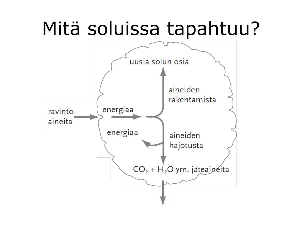 PPT - IHMISEN BIOLOGIA: SOLU PowerPoint Presentation, free download ...