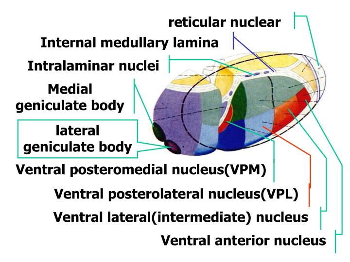 PPT - Diencephalon ( 间脑 ) PowerPoint Presentation - ID:4231300