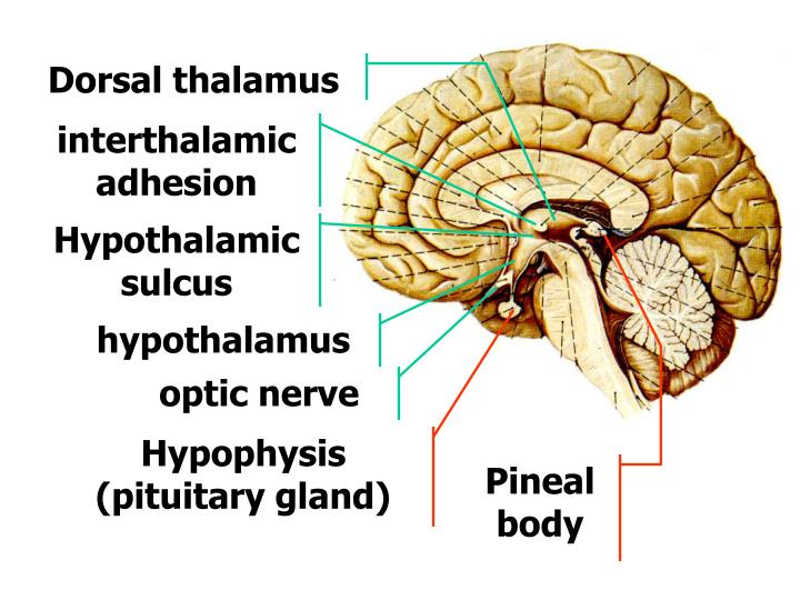 PPT - Diencephalon ( 间脑 ) PowerPoint Presentation - ID:4231300