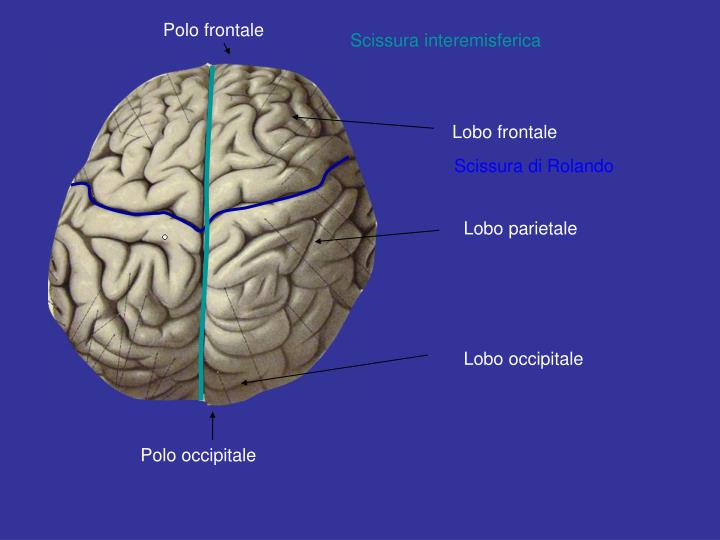 PPT - telencefalo PowerPoint Presentation - ID:4231329