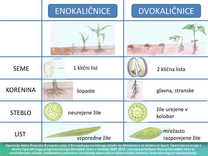 PPT - KORENINA PowerPoint Presentation - ID:4233535