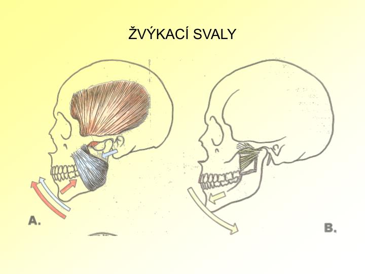 PPT - POHYBOVÁ SOUSTAVA SVALY PowerPoint Presentation - ID:4234743