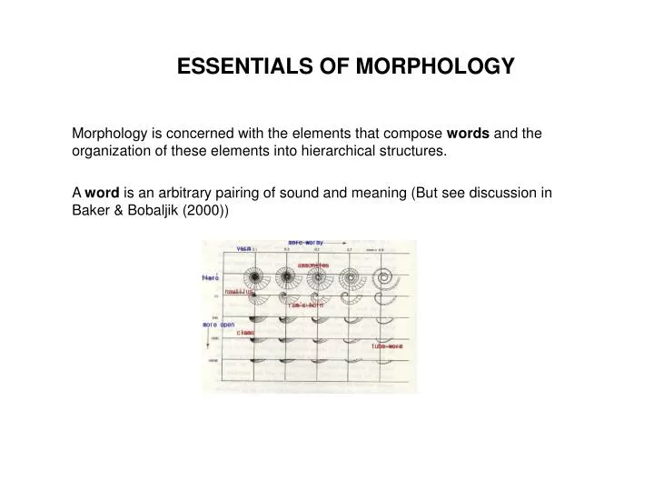 PPT - ESSENTIALS OF MORPHOLOGY PowerPoint Presentation, free download ...