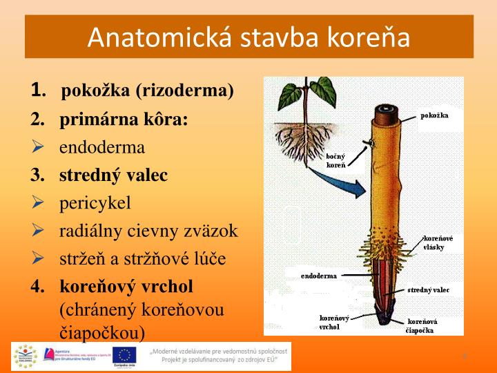 PPT - Rastlinné orgány: Koreň (Radix) PowerPoint Presentation - ID:4235622