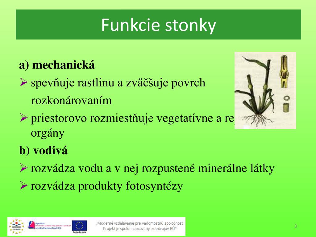PPT - Rastlinné orgány: Stonka (Kaulom) PowerPoint Presentation, free ...